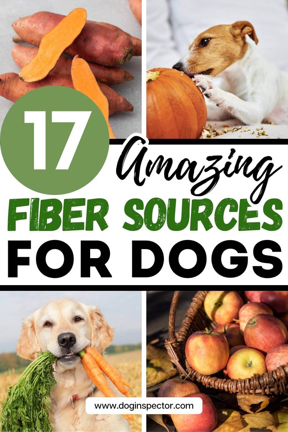 17 Best Fiber Sources for Dogs