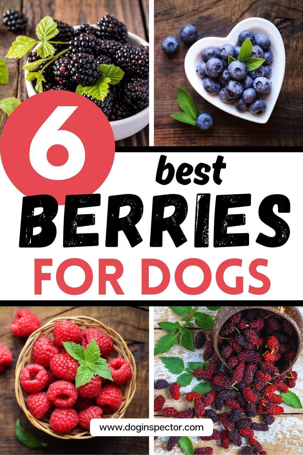6 Best Berries for Dogs: Safe, Healthy, and Delicious