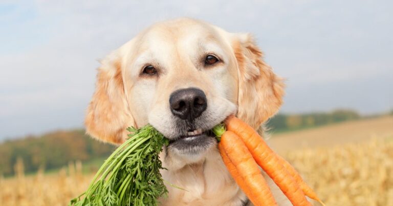 17 Best Fiber Sources for Dogs