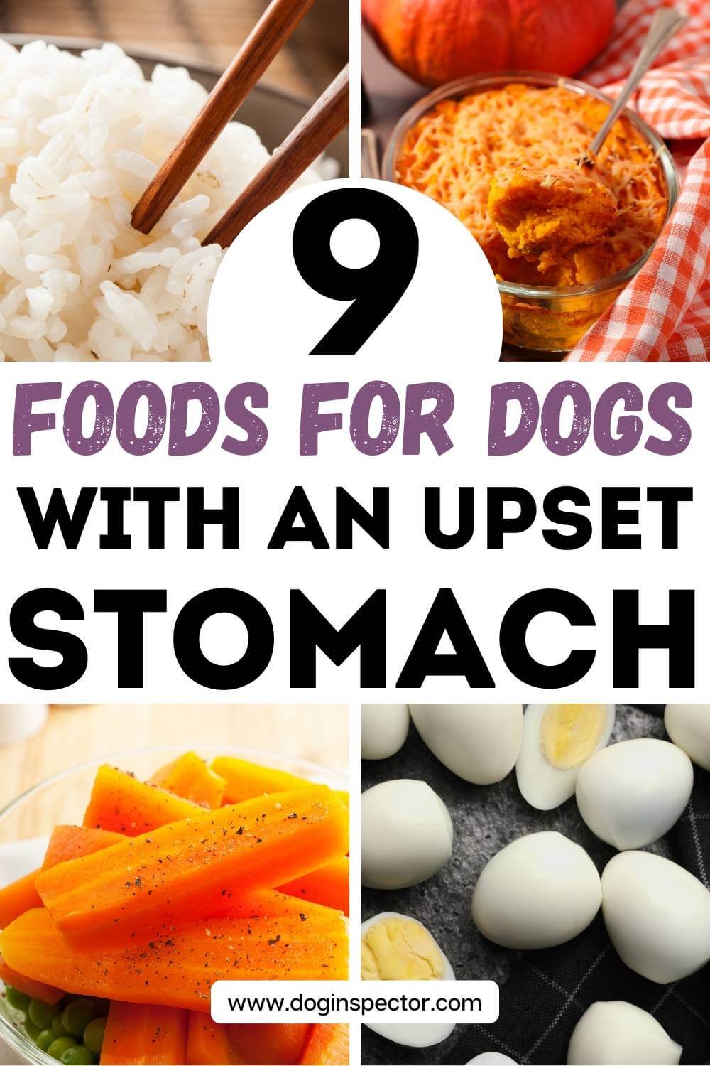 9 Best Foods for Dogs With an Upset Stomach