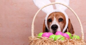 DIY Easter Egg Hunt for Dogs
