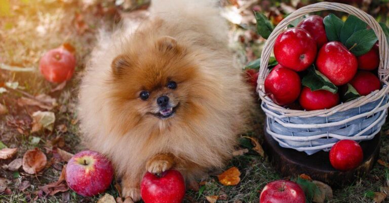 17 Safe Low-Sugar Fruits for Dogs