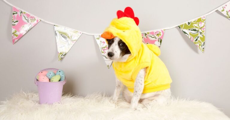 7 Ways to Celebrate Easter with Your Dog
