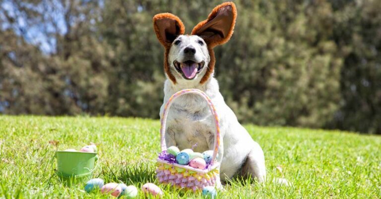 DIY Easter Egg Hunt for Dogs