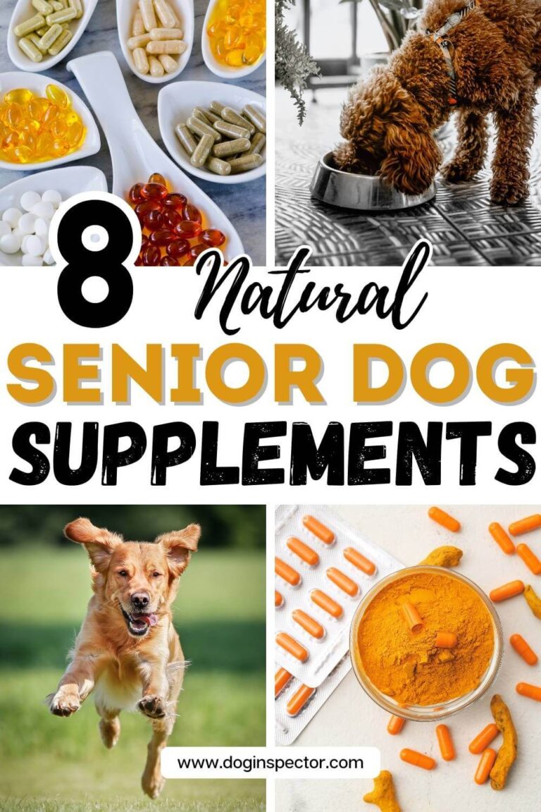 8 Natural Senior Dog Supplements