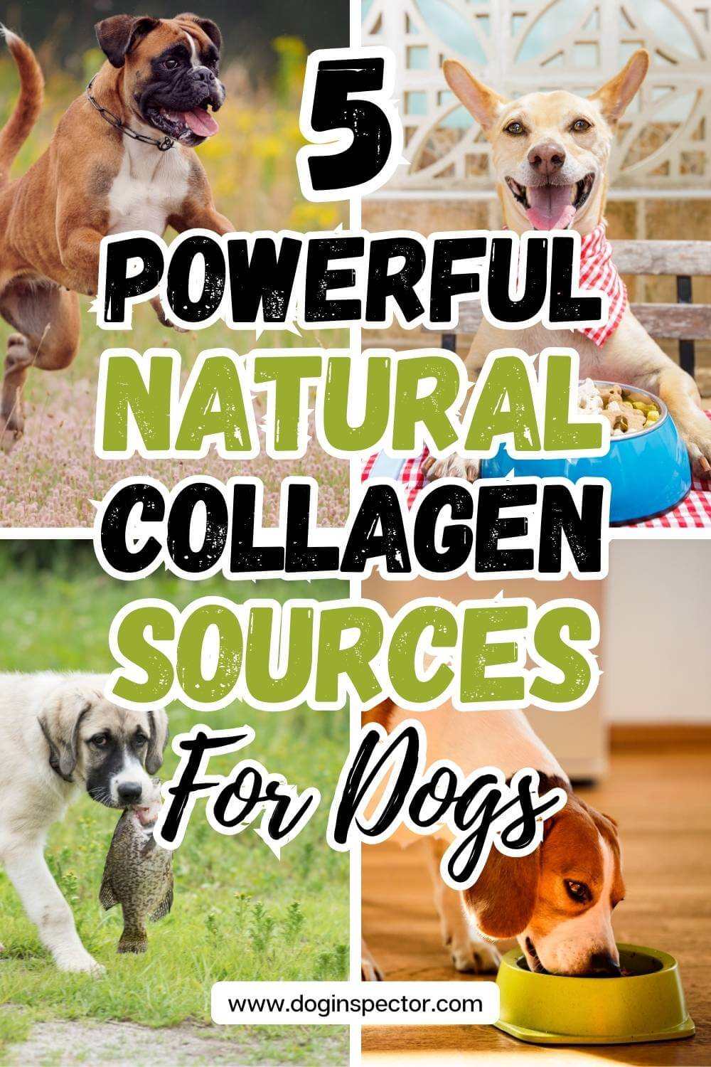 5 Natural Collagen Sources for Dogs