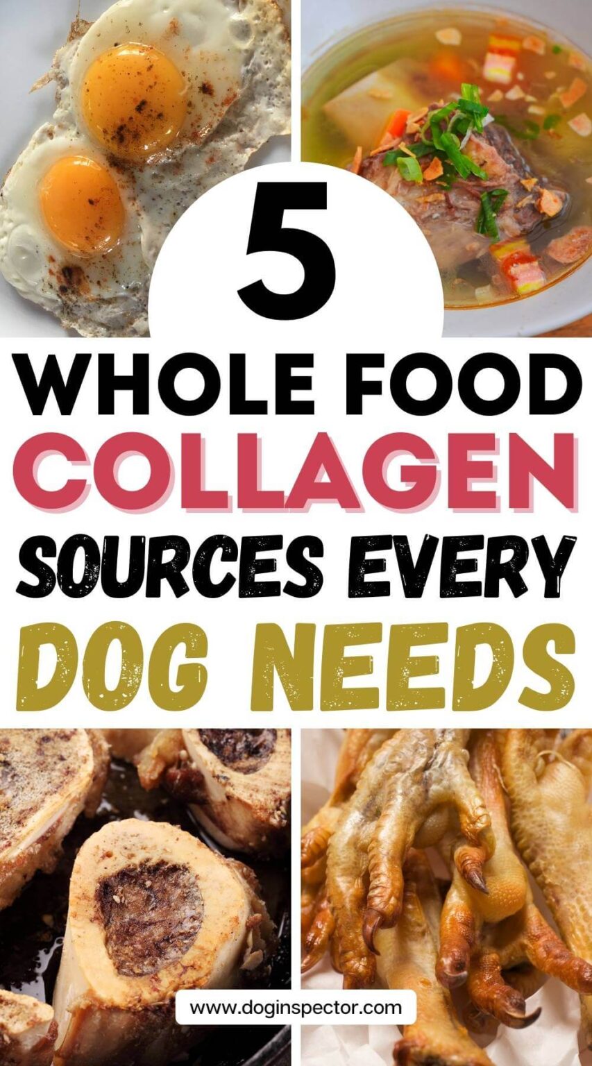 5 Natural Collagen Sources for Dogs