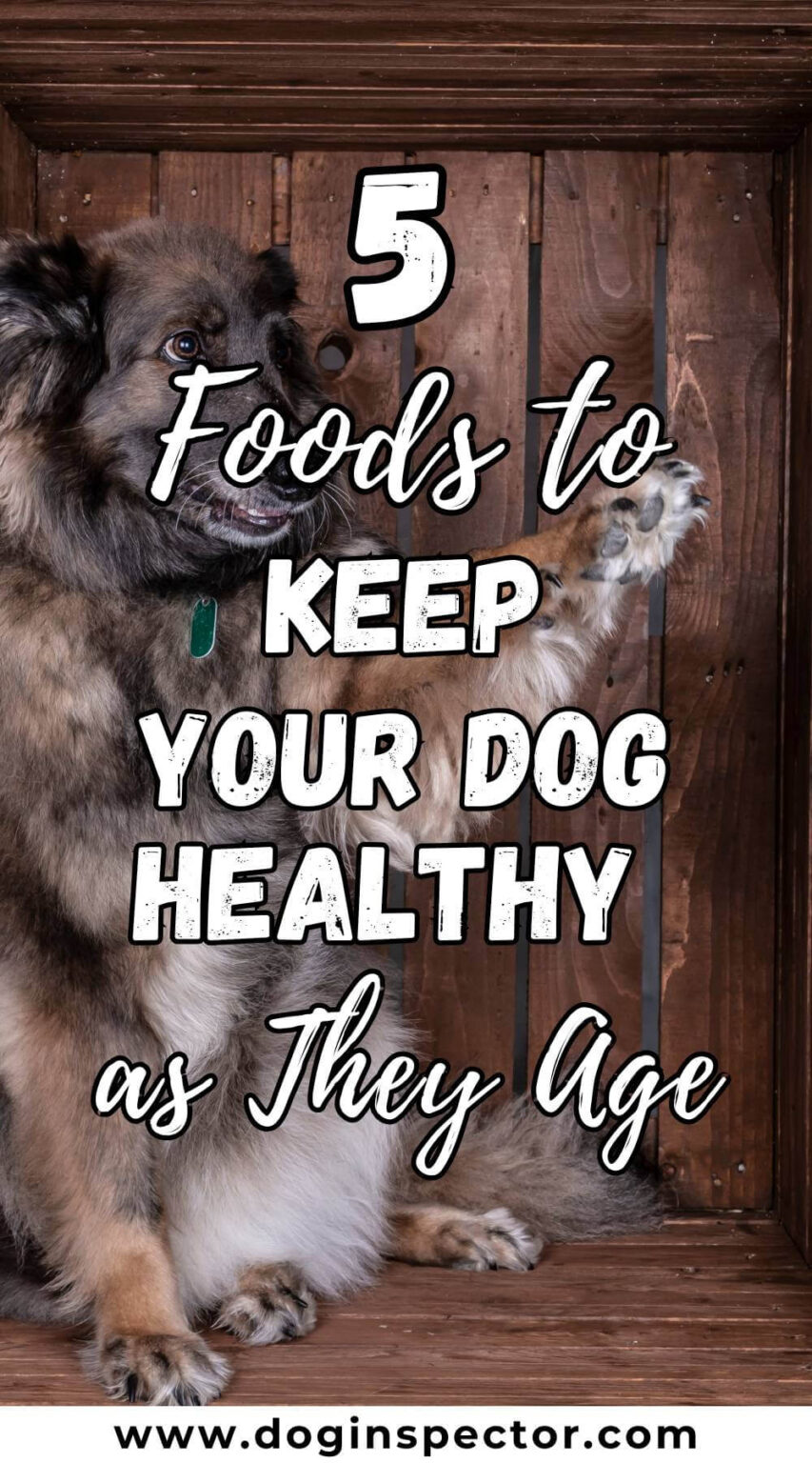 5 Foods to Keep Dogs Healthy as They Age