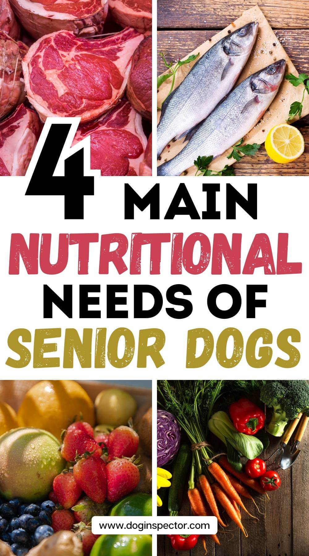 4 Main Nutritional Needs of Senior Dogs