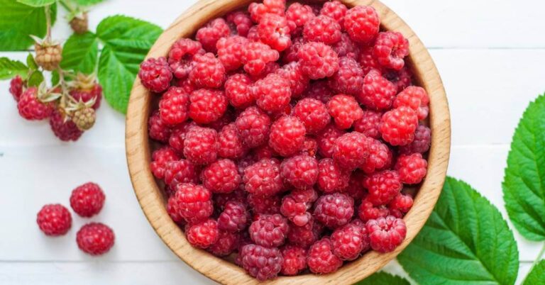 6 Best Berries for Dogs: Safe, Healthy, and Delicious