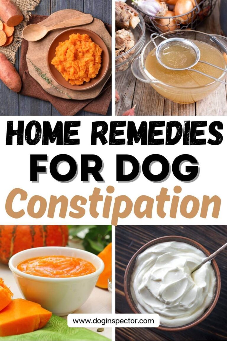7 Best Home Remedies for Dog Constipation