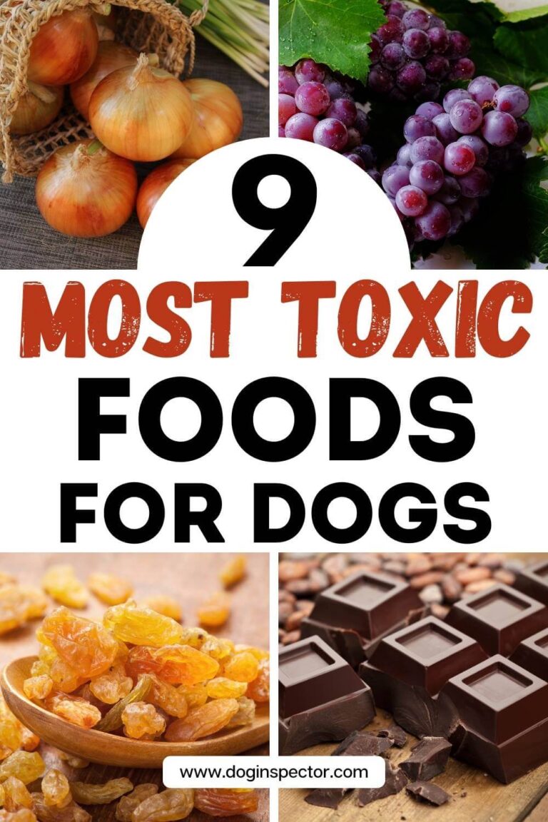 9 Most Toxic Foods for Dogs