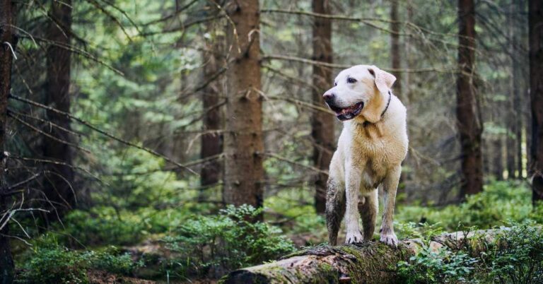 7 Natural Chondroitin Sources for Dogs