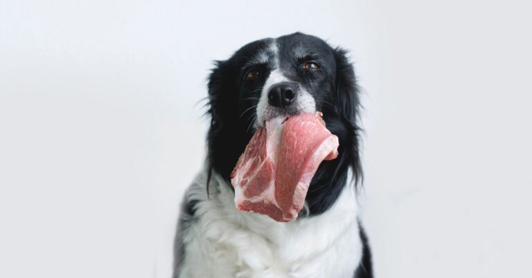 5 Best Protein Sources for Dogs