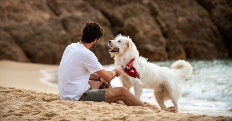 24 Senior Dog Bucket List Ideas