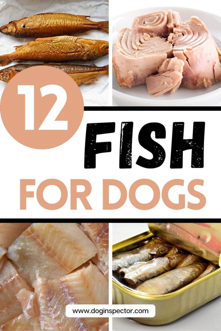 12 Types of Fish for Dogs: What Dogs Can and Can’t Eat